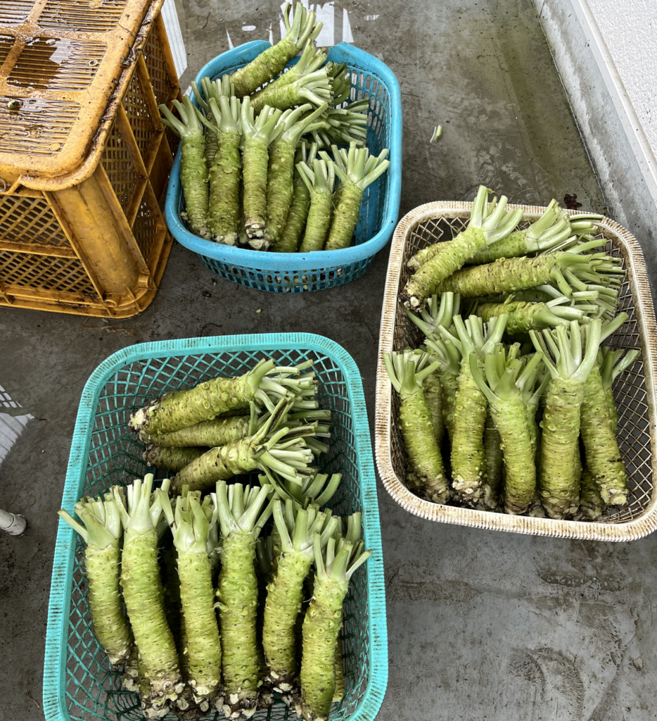 生産者VOICE vol.2〜本わさび農家さんの思い〜 | わさ活 | 【公式】わさラボ | 知ってるようで知らないわさびのフシギ